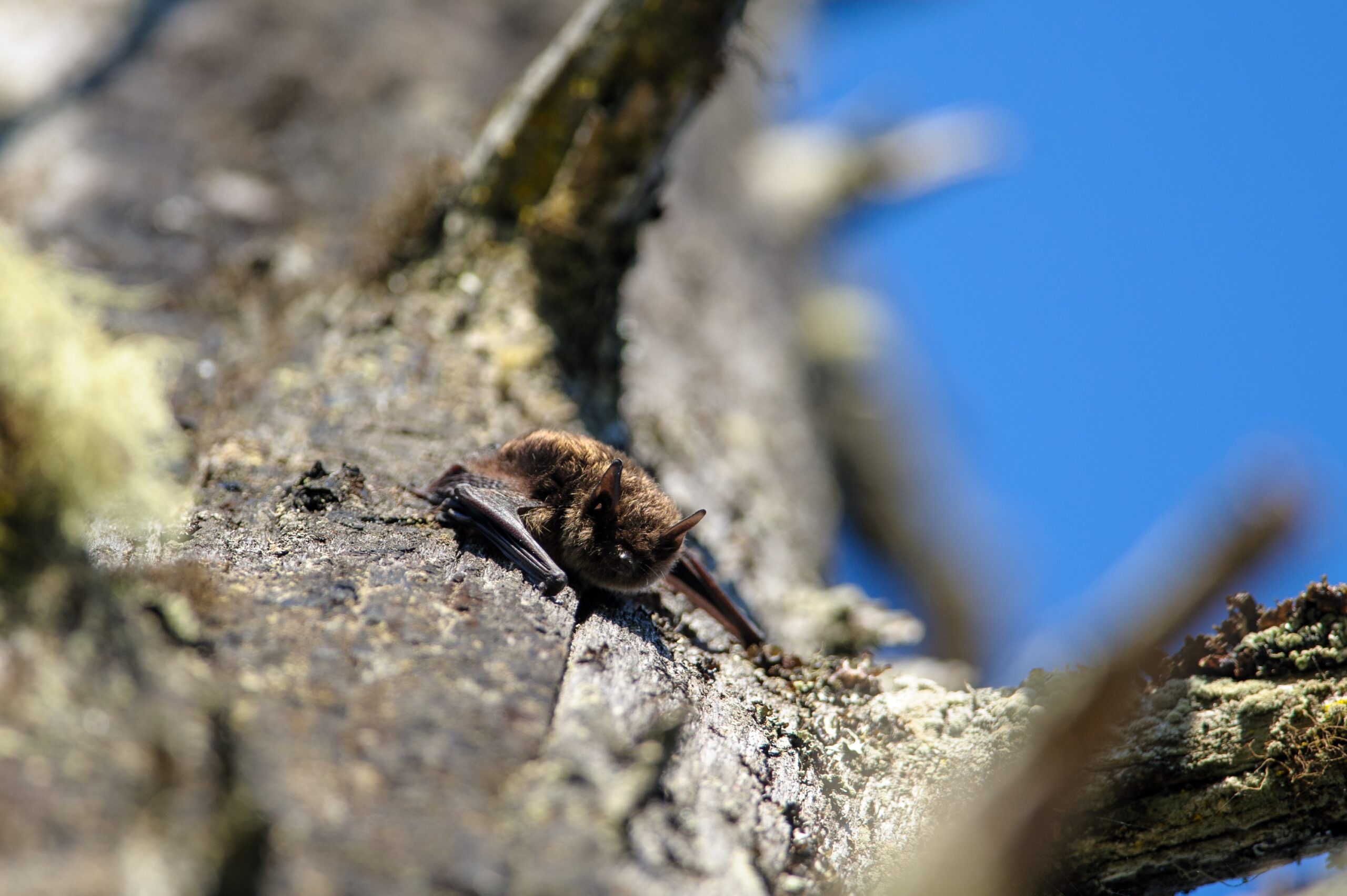Bats of Maine: How Terramor is Helping in Conservation Efforts ...
